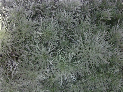 Millgrove Perennials Inc.