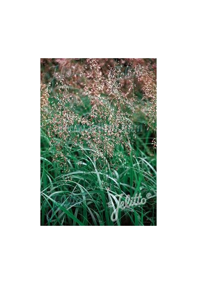 Millgrove Perennials Inc.