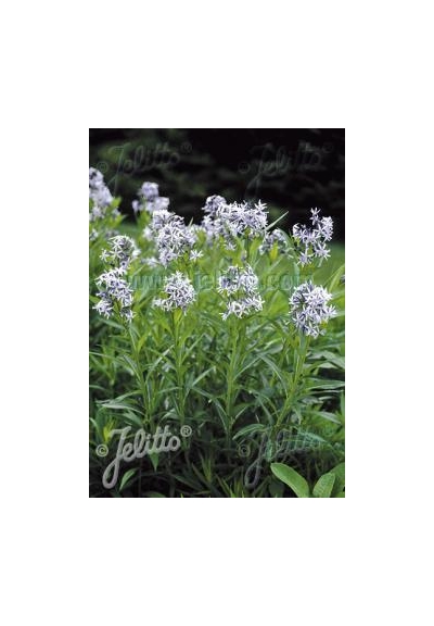 Millgrove Perennials Inc.